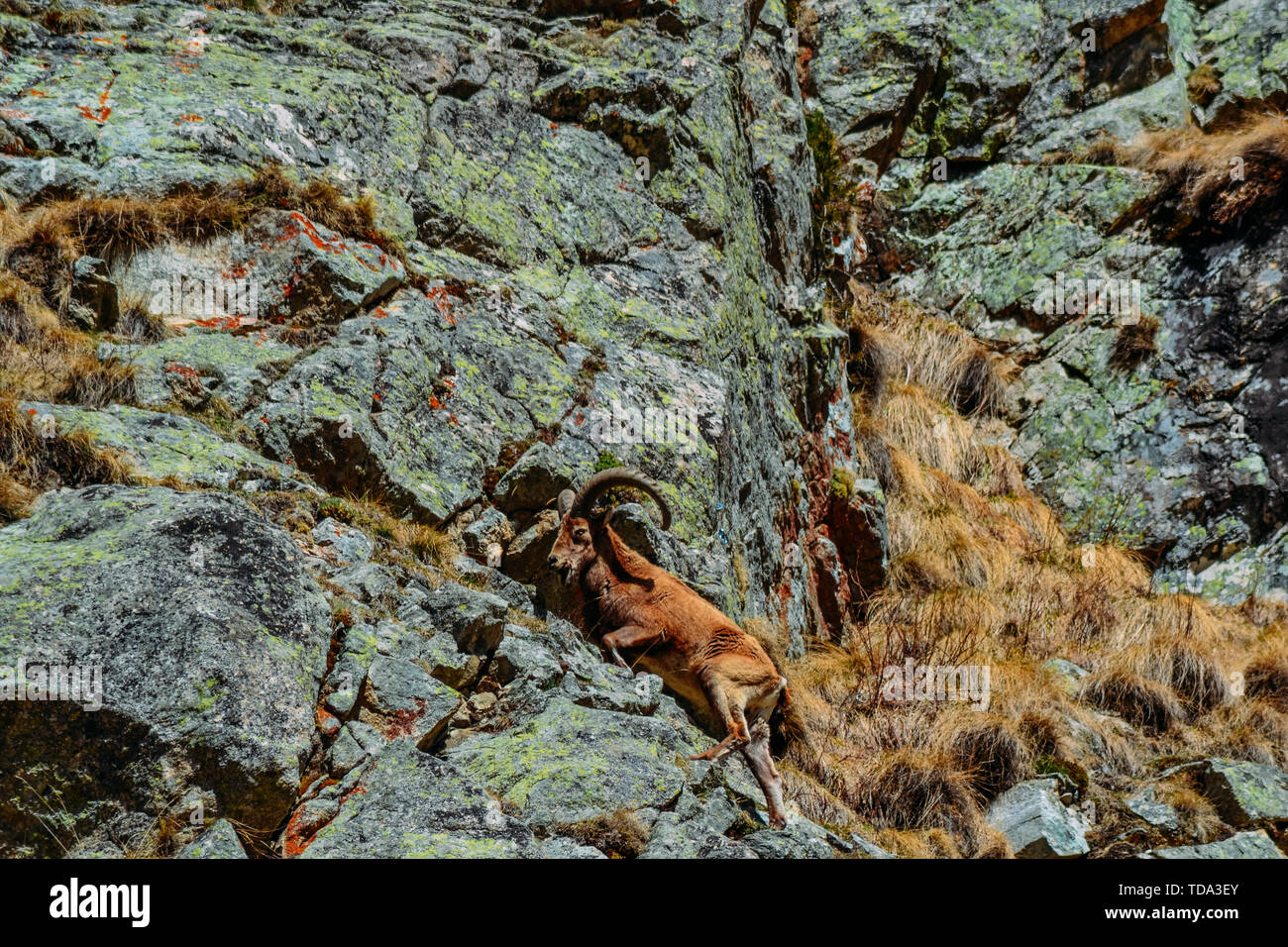 mountain goat on a rock in the daytime Stock Photo - Alamy