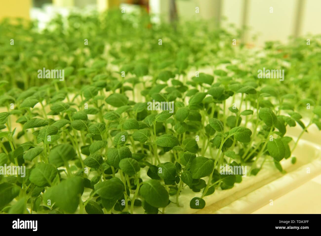 Soilless planting hi-res stock photography and images - Alamy