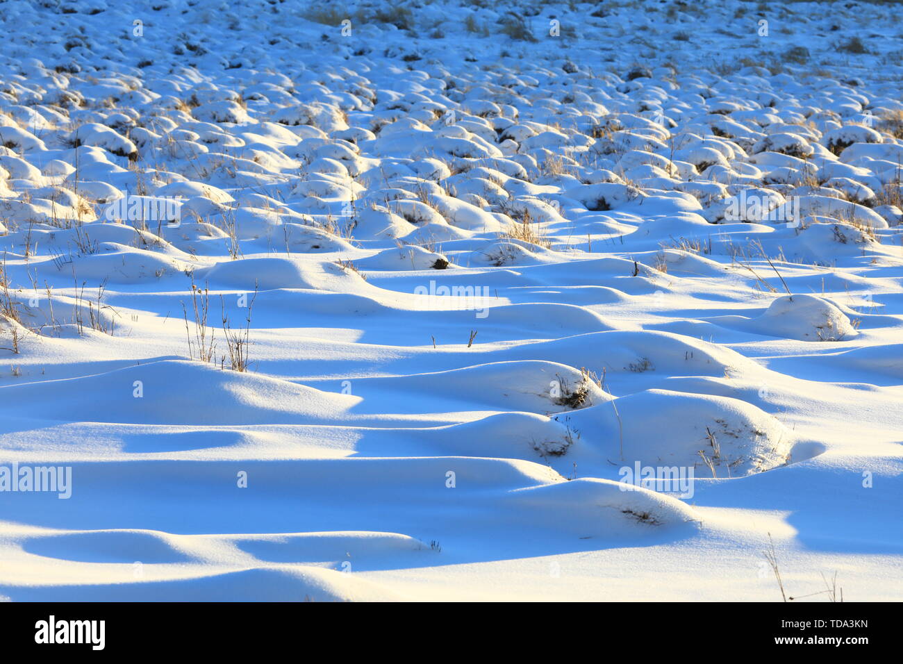 Alshan national forest park hi-res stock photography and images - Alamy