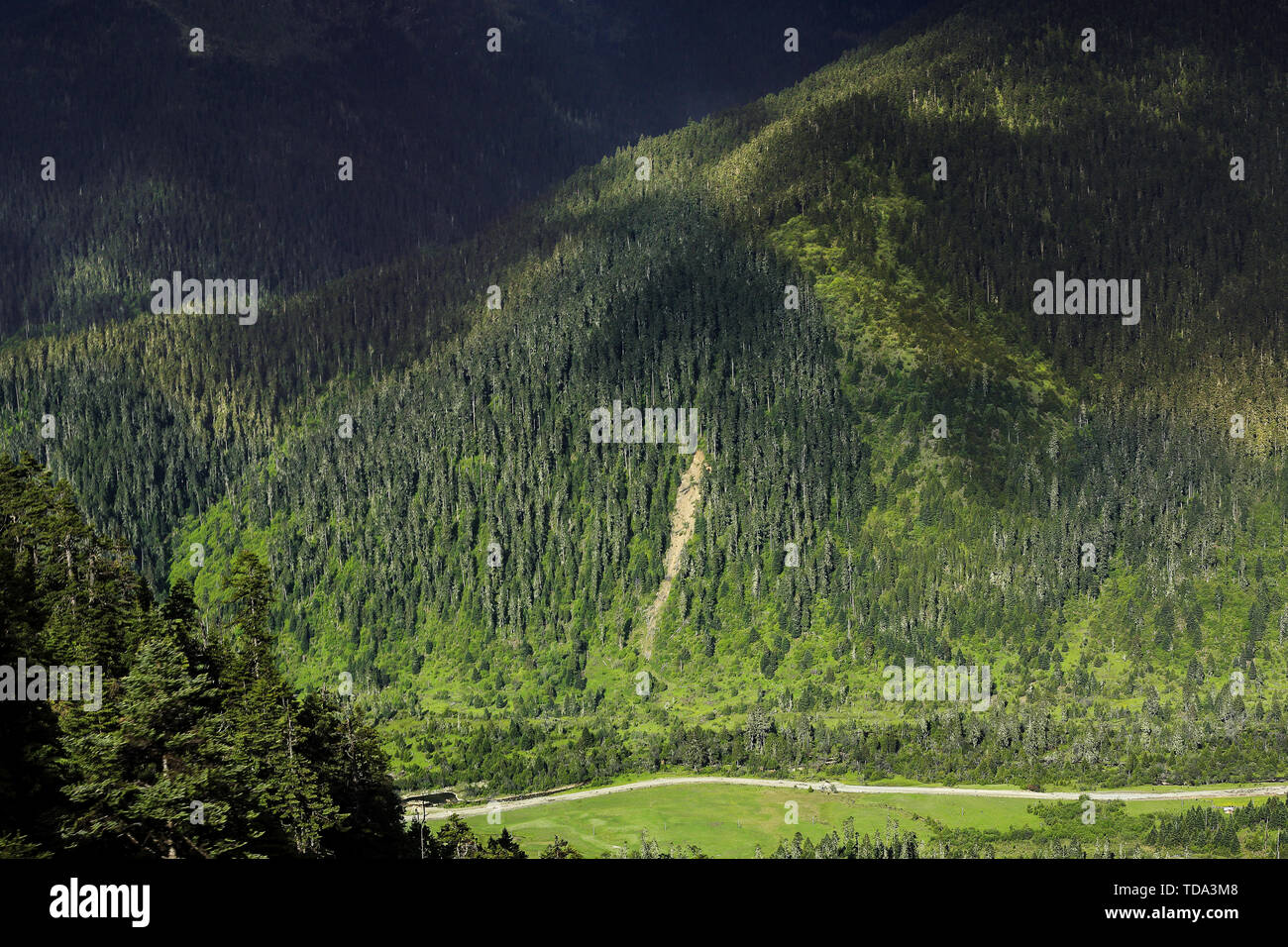 Scenery of Lulang Linhai in Yingzhi region, Tibet Stock Photo - Alamy
