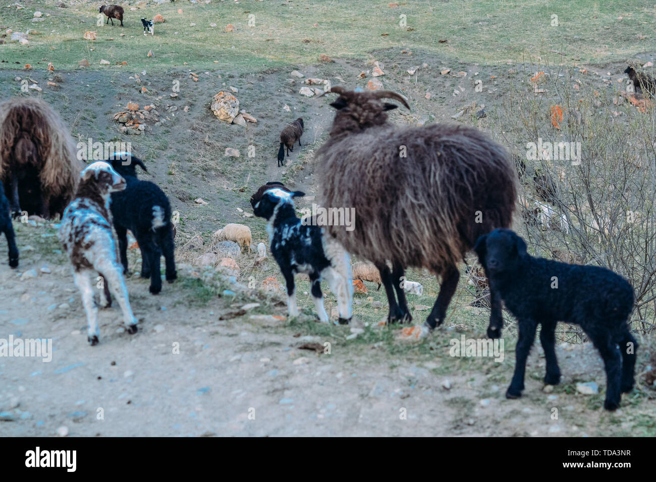farm animals for a walk in the daytime Stock Photo - Alamy