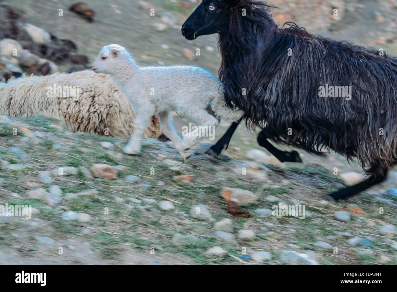 farm animals for a walk in the daytime Stock Photo - Alamy