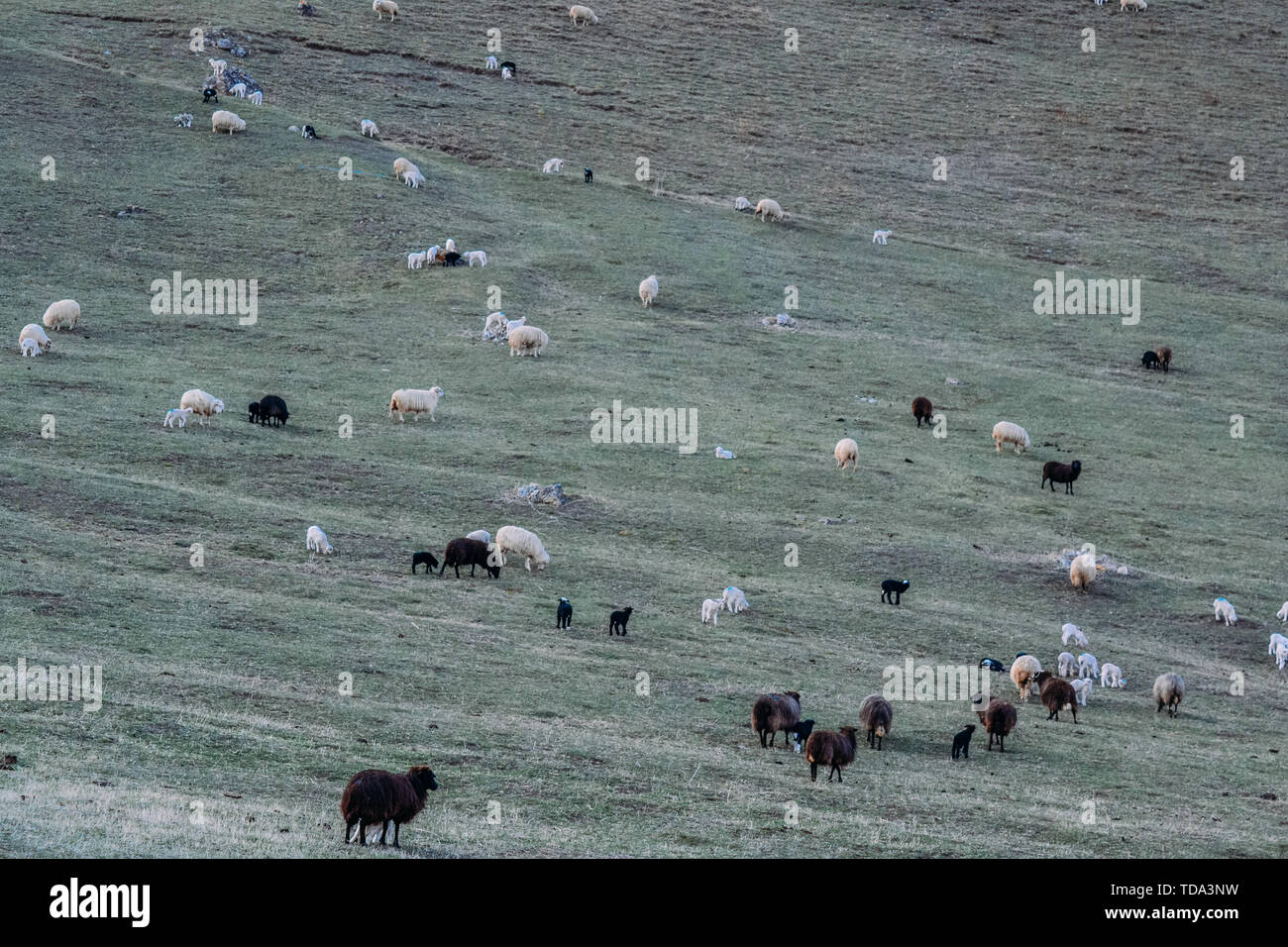 farm animals for a walk in the daytime Stock Photo - Alamy