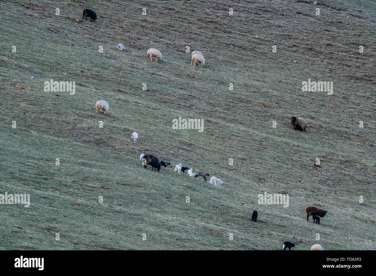 farm animals for a walk in the daytime Stock Photo - Alamy