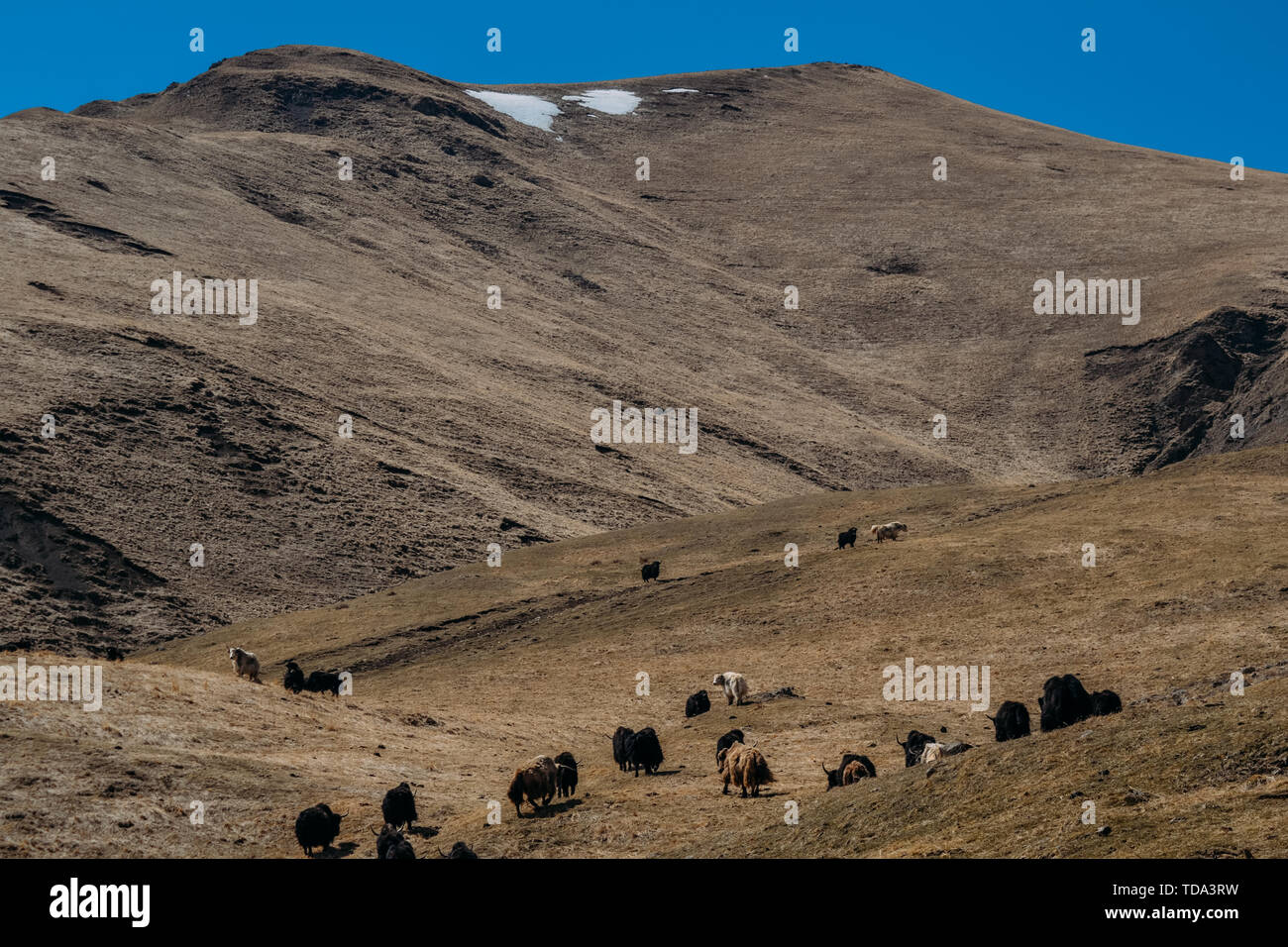 farm animals for a walk in the daytime Stock Photo - Alamy