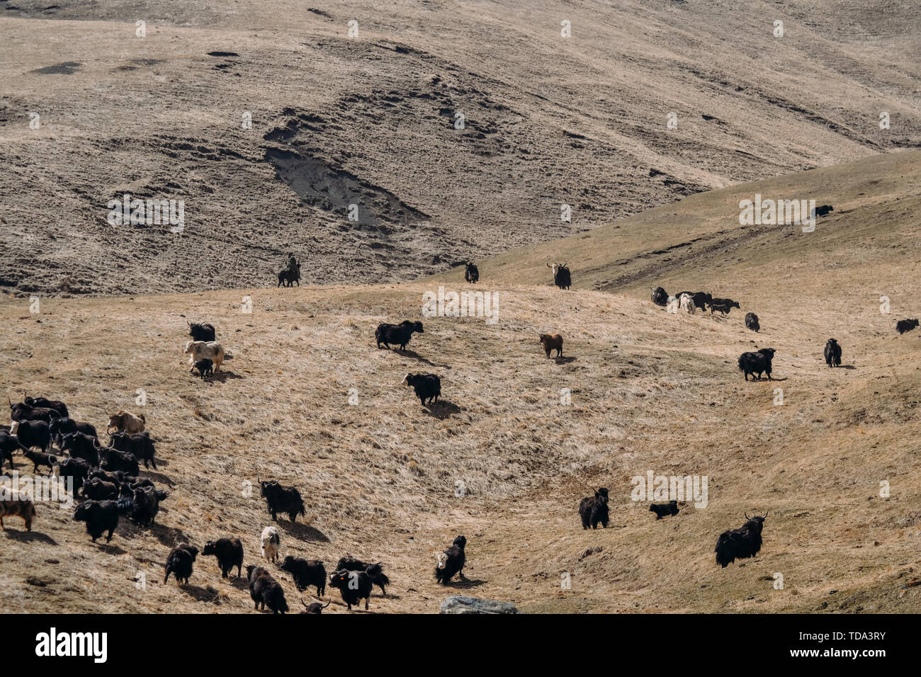 farm animals for a walk in the daytime Stock Photo - Alamy