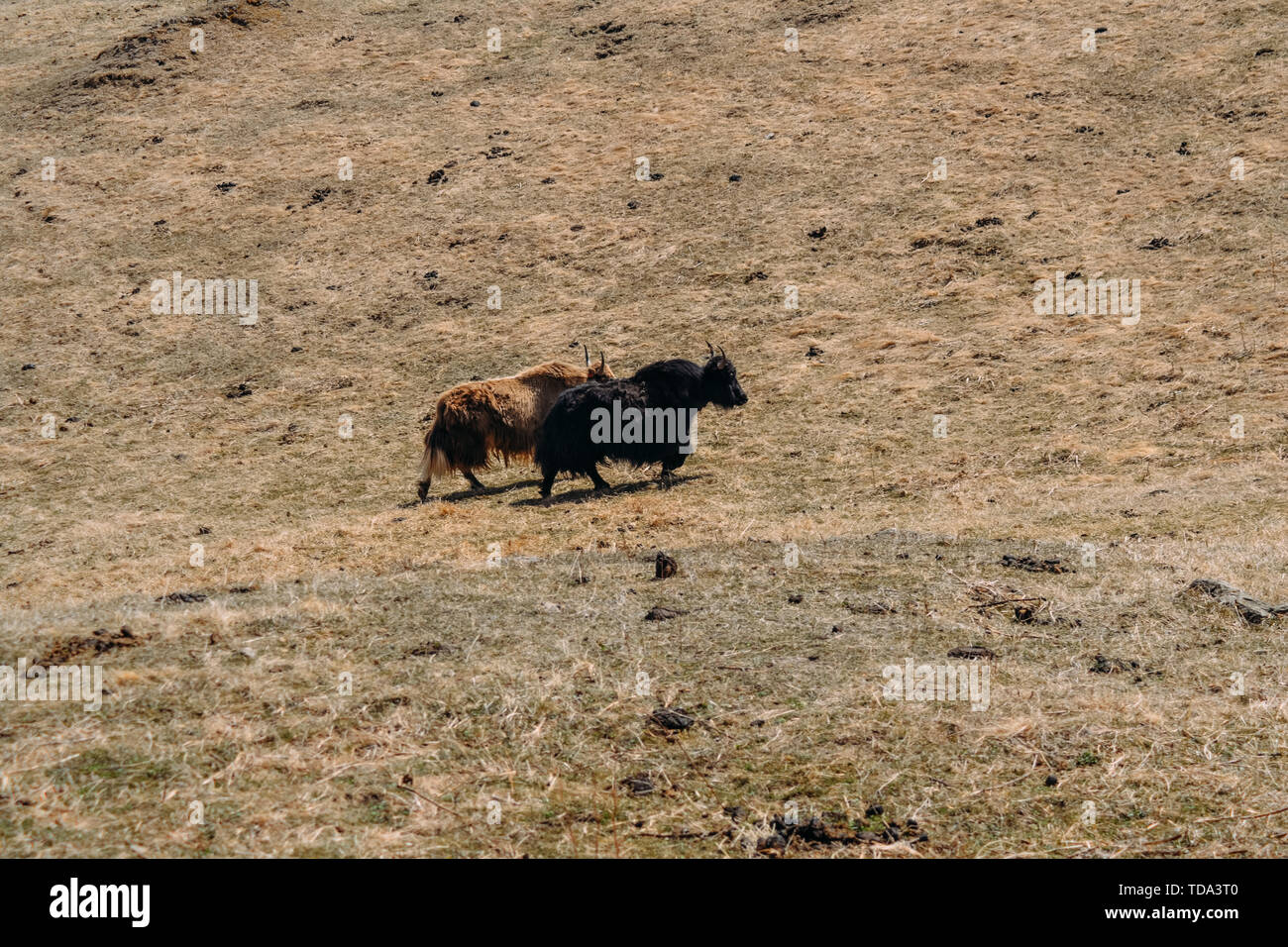 farm animals for a walk in the daytime Stock Photo - Alamy