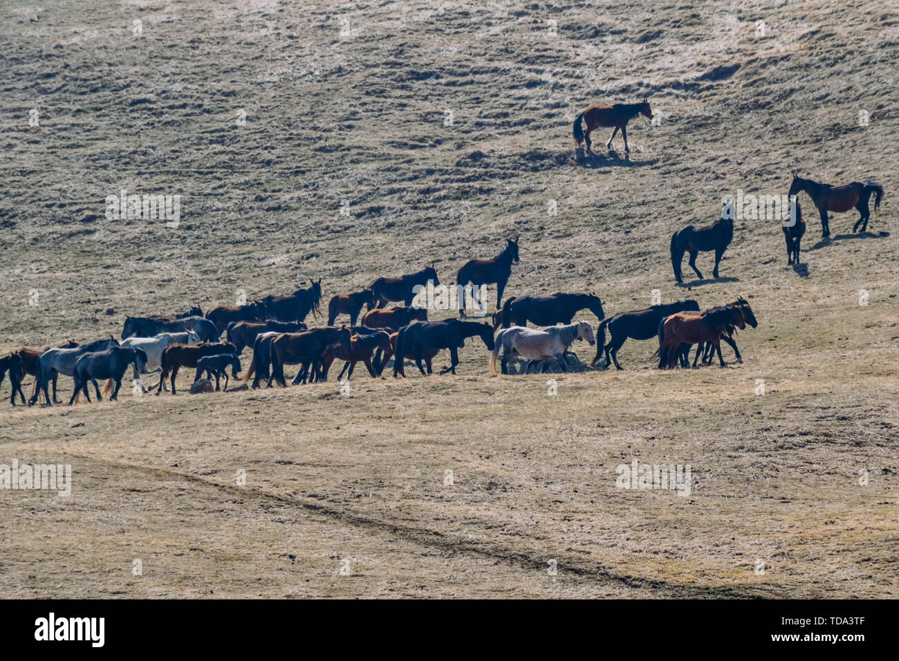 farm animals for a walk in the daytime Stock Photo - Alamy