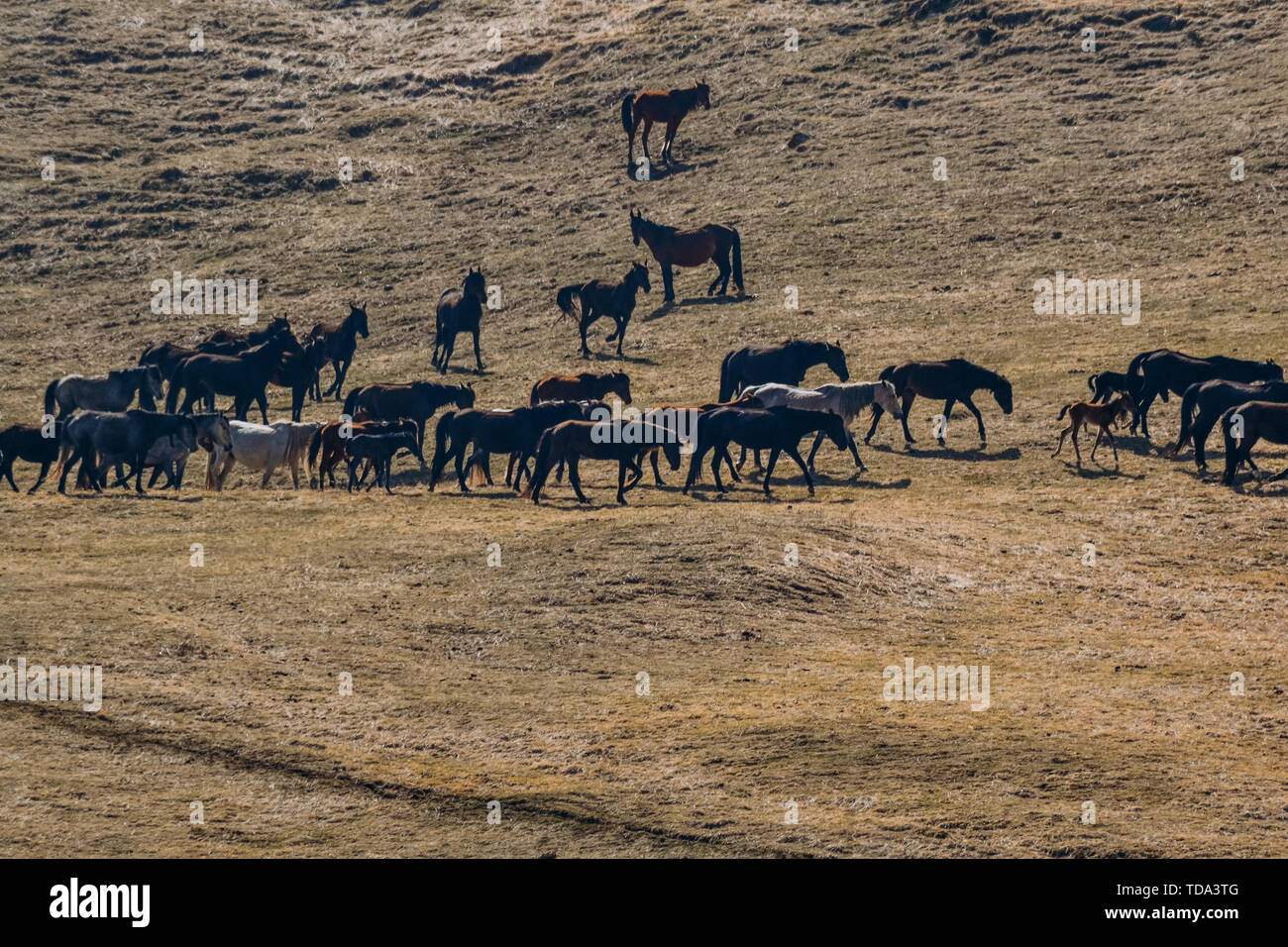 farm animals for a walk in the daytime Stock Photo - Alamy