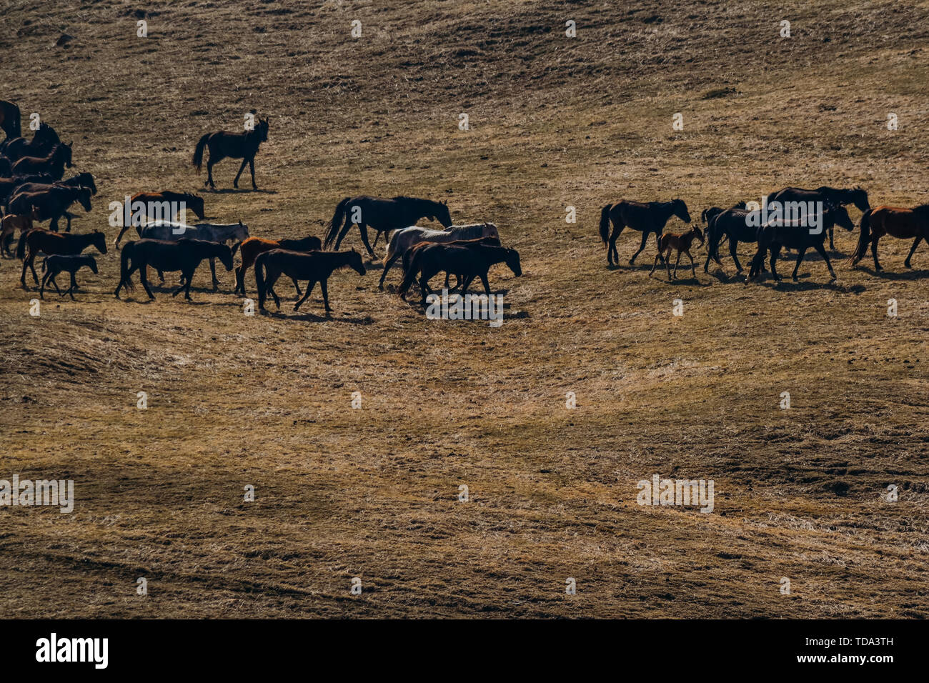 farm animals for a walk in the daytime Stock Photo - Alamy