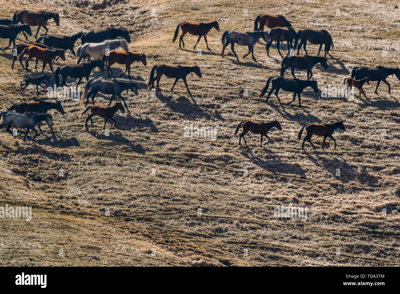 farm animals for a walk in the daytime Stock Photo - Alamy