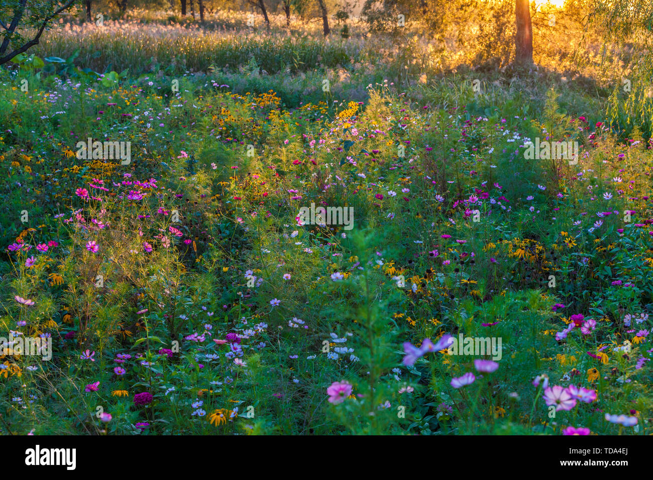Colorful flowers, beautiful grass Stock Photo - Alamy