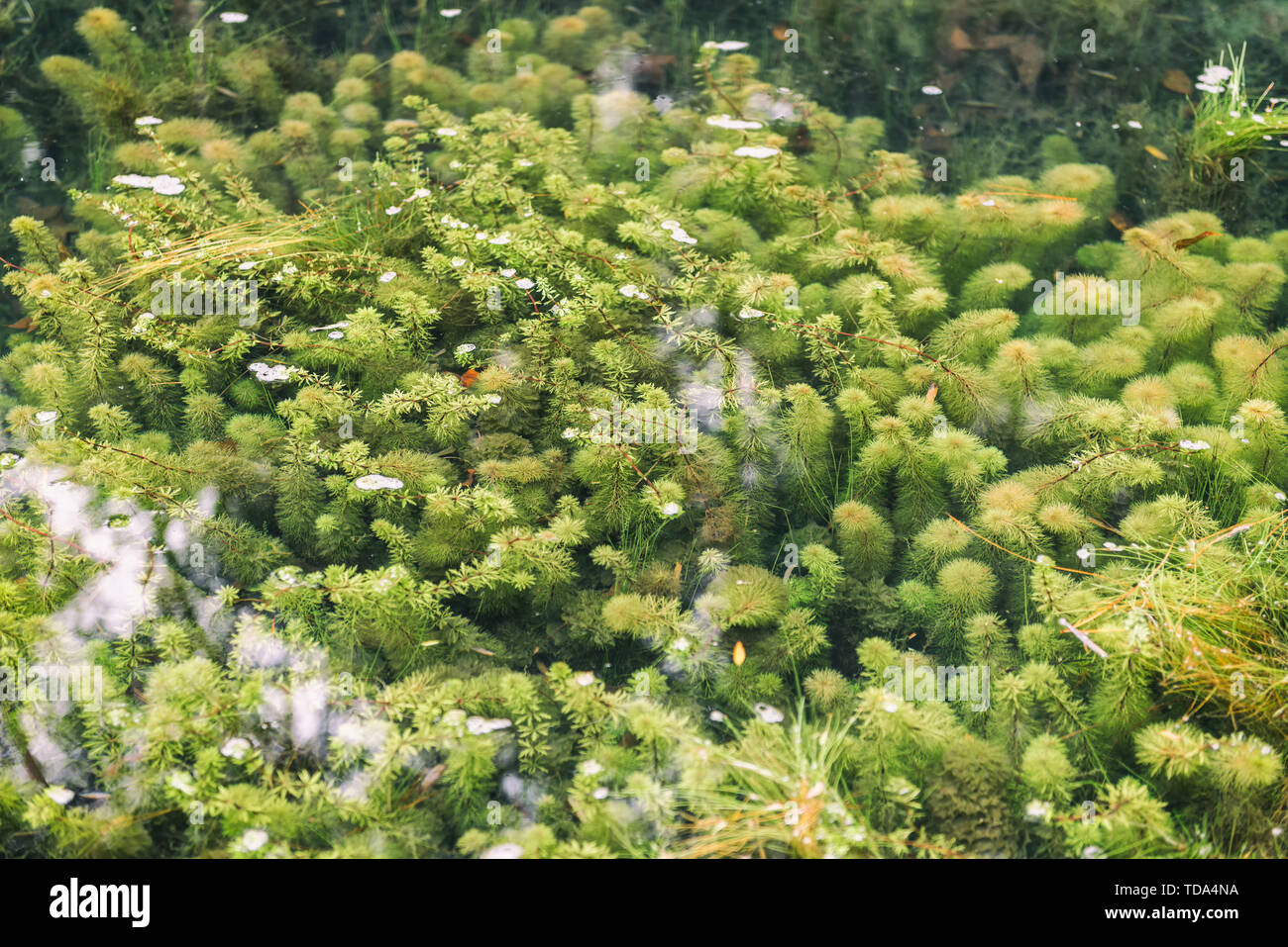 Scenery of Jiufeng Yaochi, Jiufengshan, Xiaojiuzhai, Chongqing Stock ...