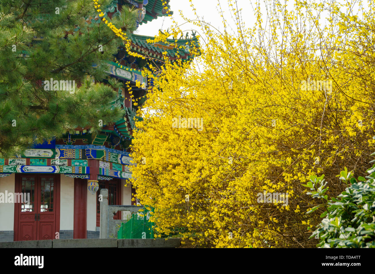 The spring flowers in front of the ancient temple in early spring Stock ...