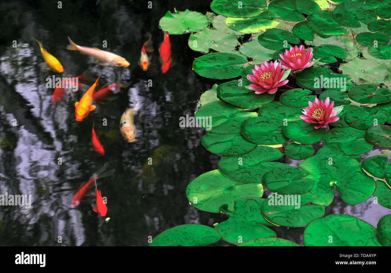 A variety of lotus. Post-treatment, avoid a thousand flowers Stock ...