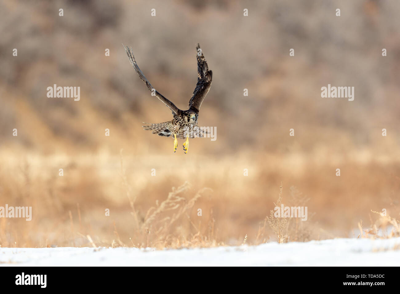 Peregrine falcons flying in the sun and snow Stock Photo - Alamy