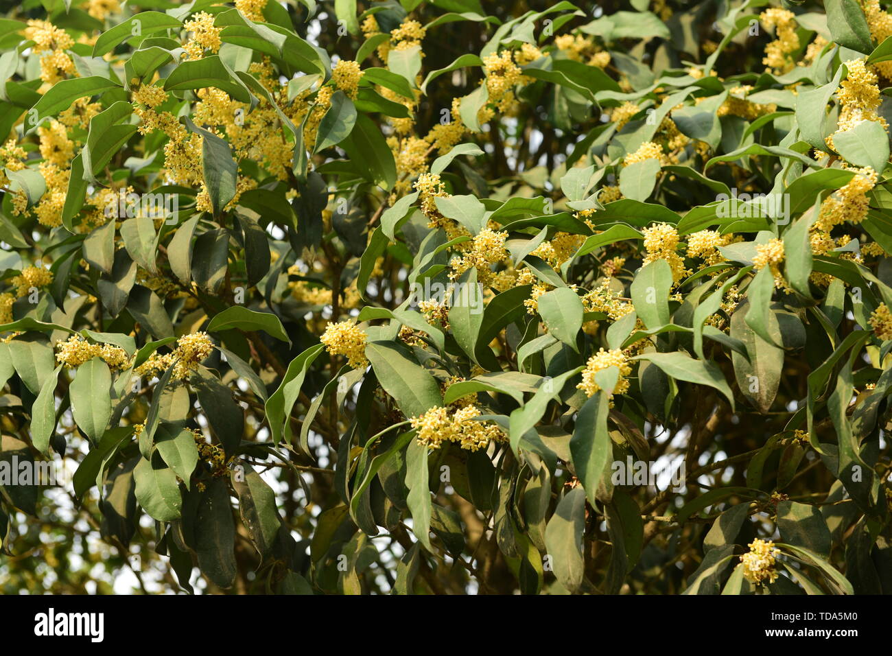 Silver osmanthus hi-res stock photography and images - Alamy