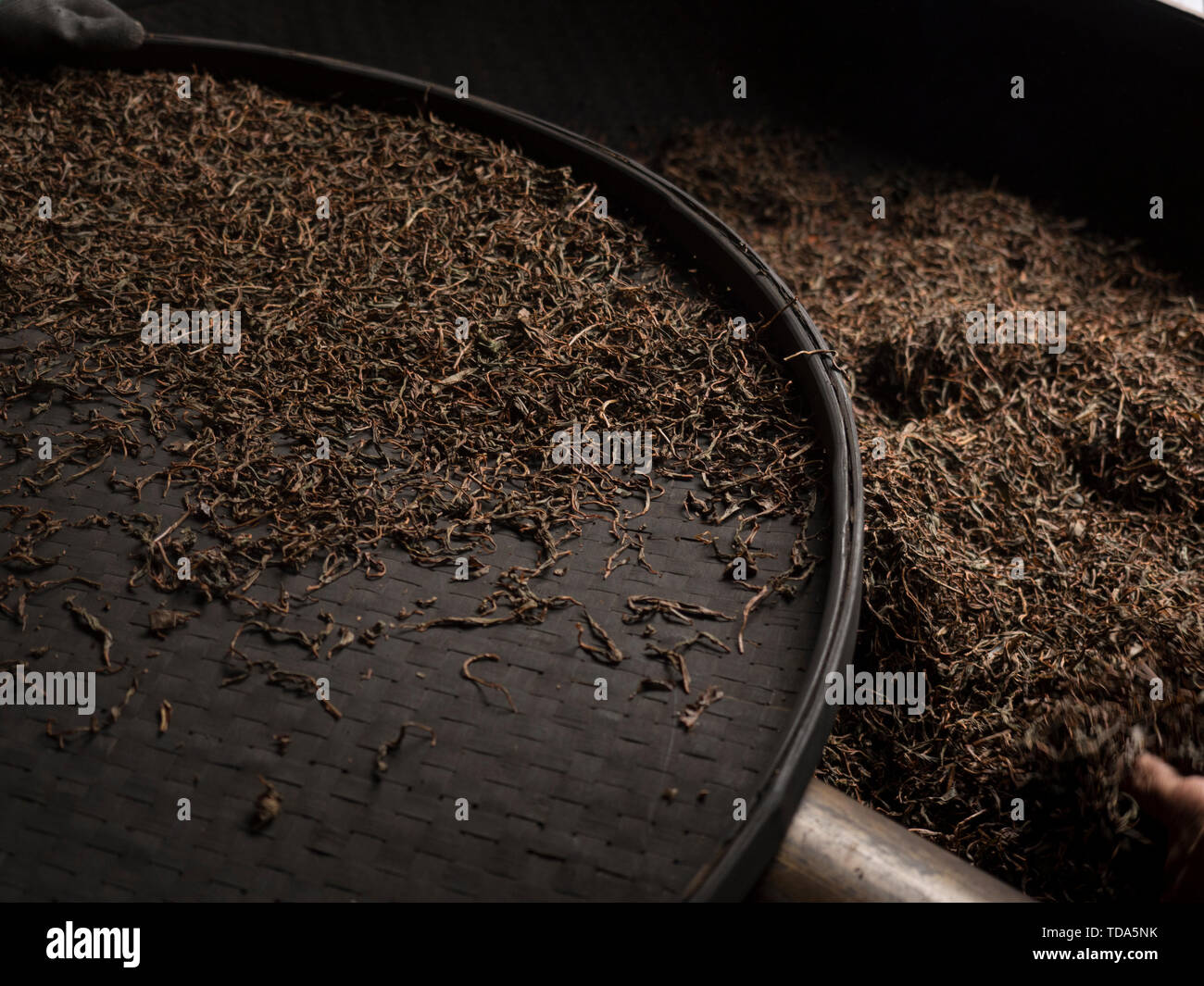 The production of small-seed black tea in Zhengshan Stock Photo - Alamy