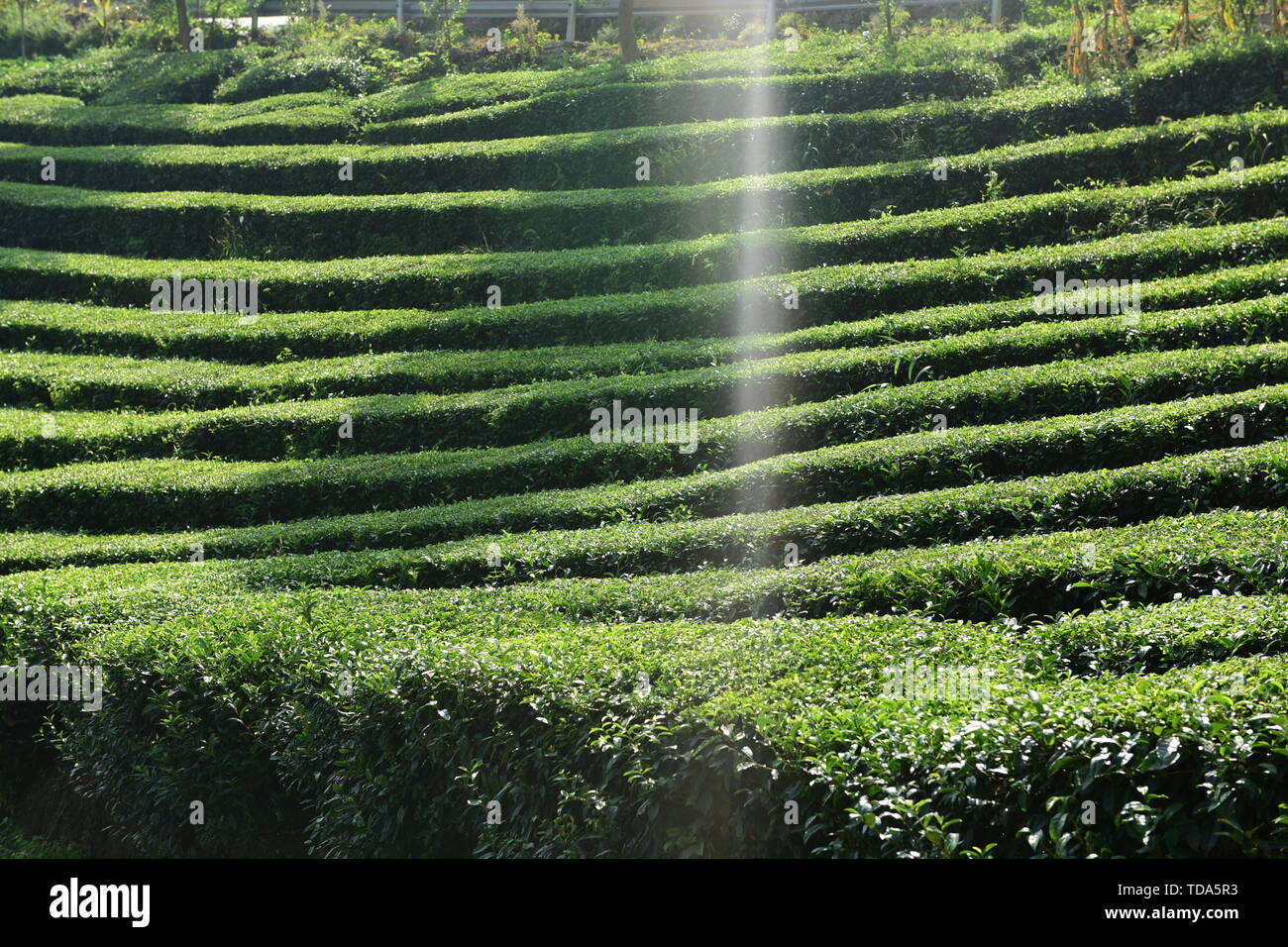 Tea garden scenery Stock Photo - Alamy
