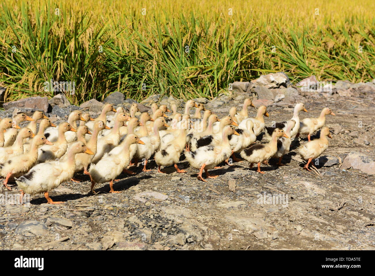 Wallpaper golden paddy hi-res stock photography and images - Alamy
