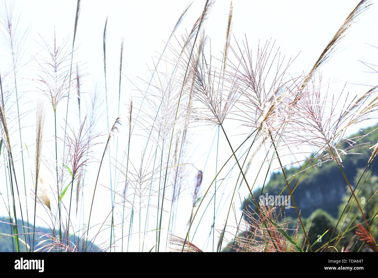 Reed hd hi-res stock photography and images - Alamy