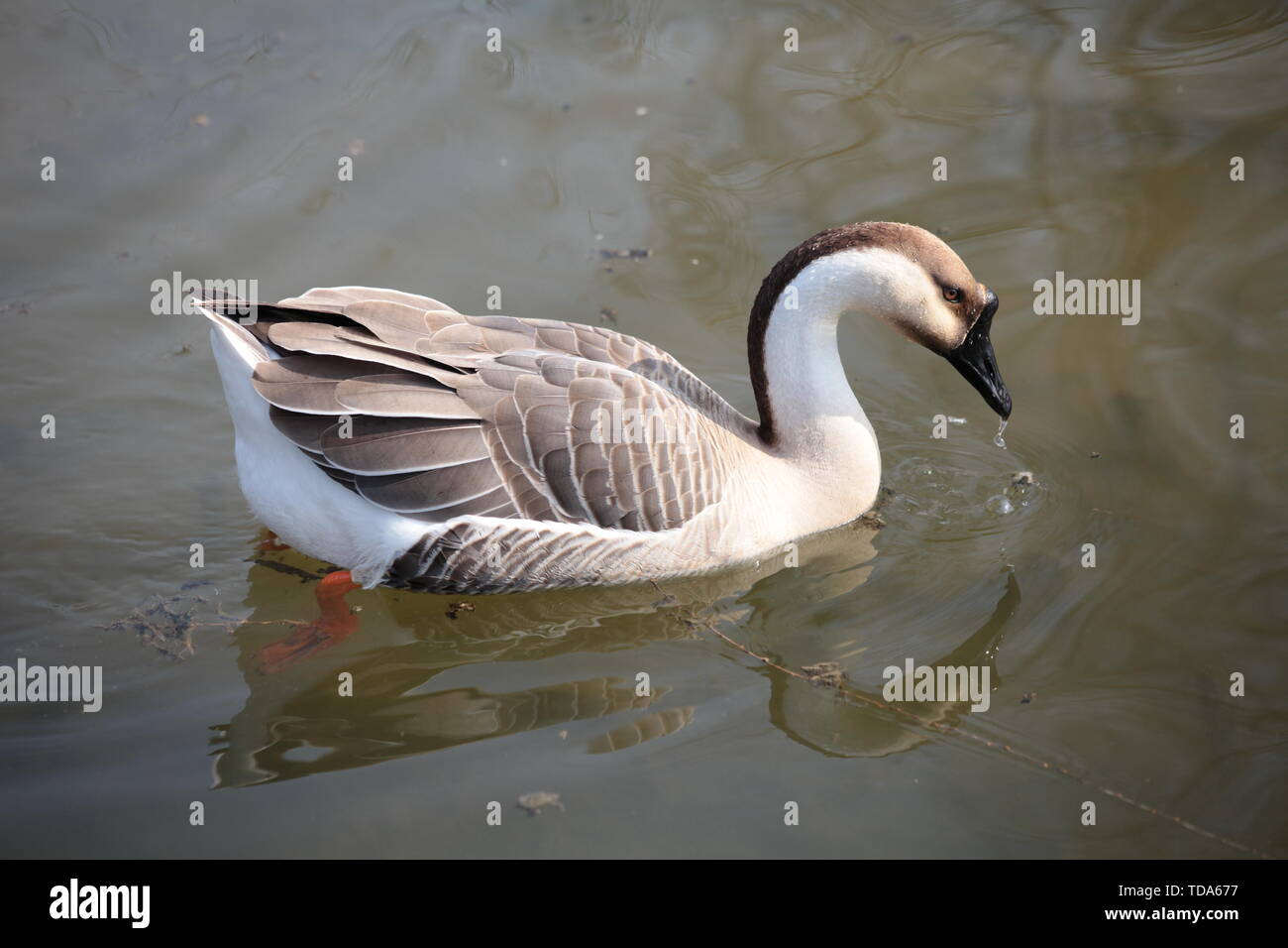 Hongyan hi-res stock photography and images - Alamy