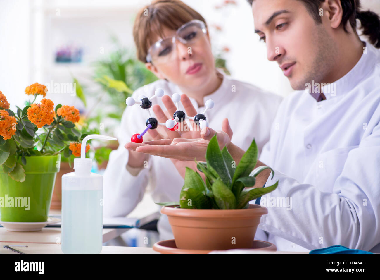 The two young botanist working in the lab Stock Photo - Alamy