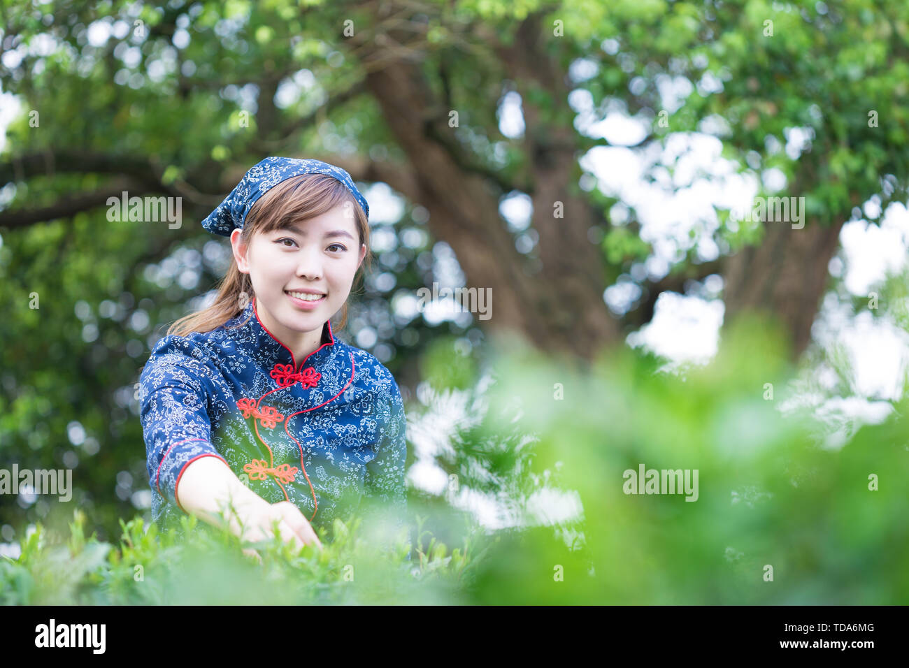 beautiful Asian girl works in green tea plantation Stock Photo - Alamy