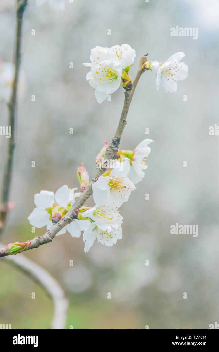 Cherry blossoms in early spring Stock Photo - Alamy