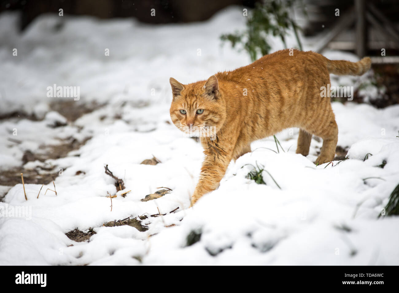 A wandering life Stock Photo - Alamy