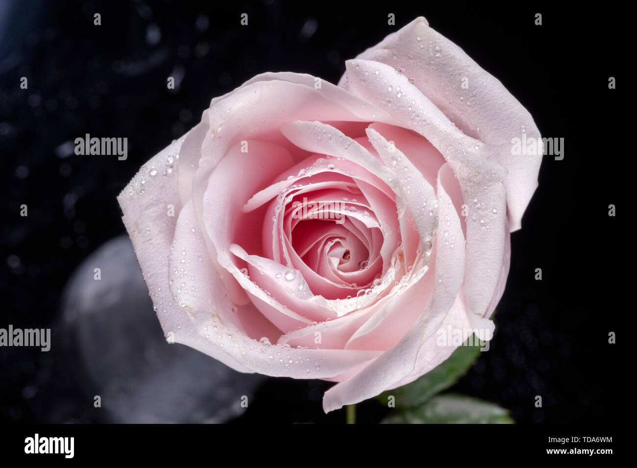 Pink Snow Mountain Rose Stock Photo - Alamy