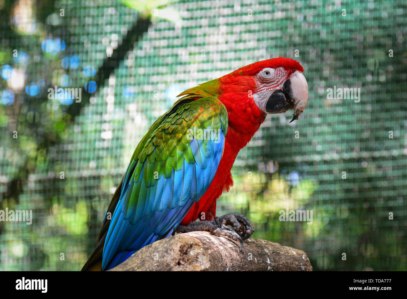 Mauritius parakeet hi-res stock photography and images - Alamy