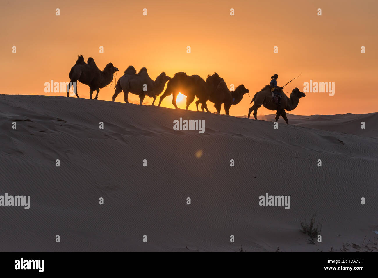 Desert camels in the setting sun Stock Photo - Alamy