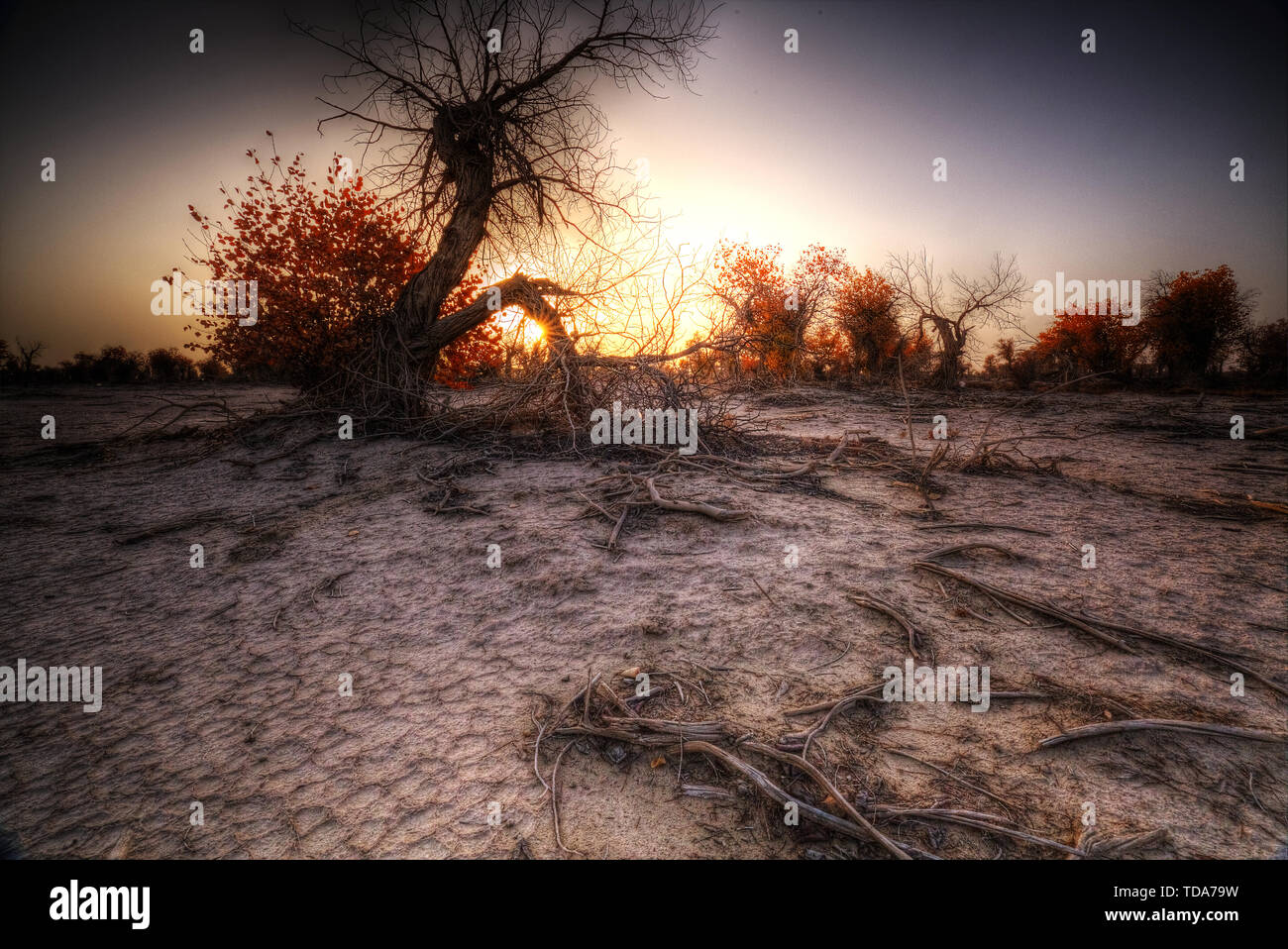 Drunk trees hi-res stock photography and images - Alamy