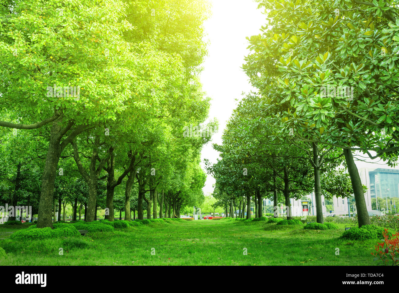 footpaths and trees in park Stock Photo - Alamy