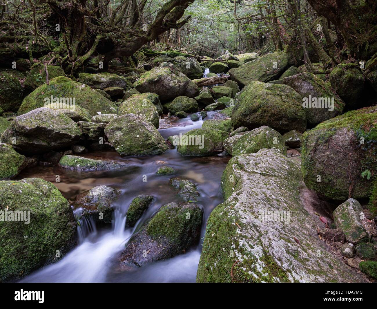 The primitive forest of the Baiguyun Gorge in Yuku Island Stock Photo ...