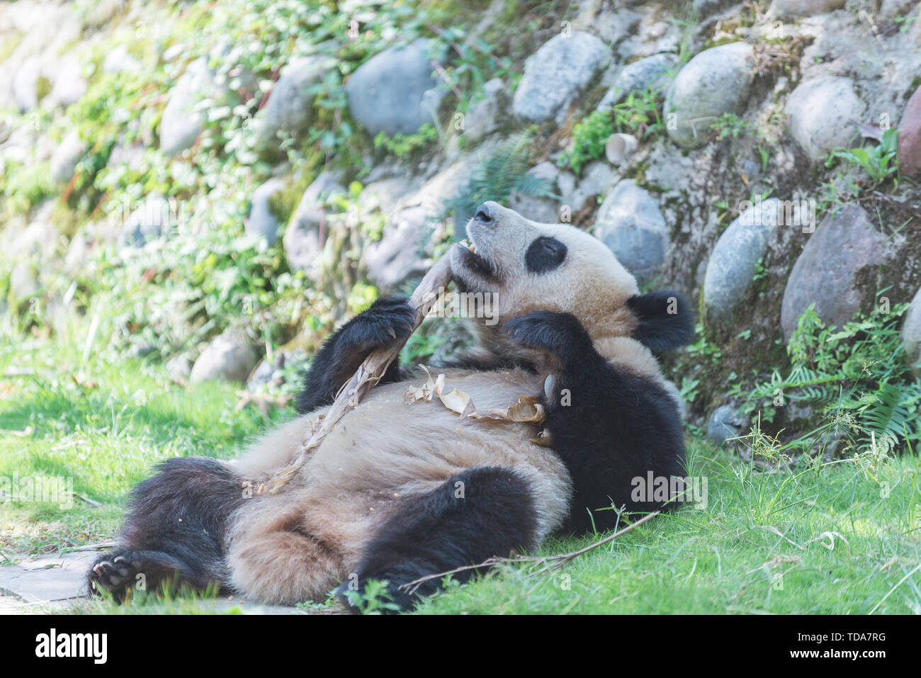 Giant panda base at bifengxia hi-res stock photography and images - Alamy
