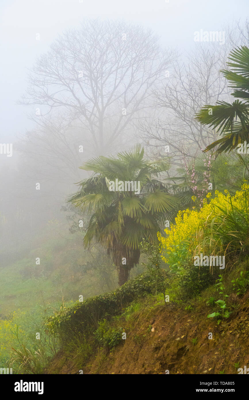 Shitan spring color Stock Photo - Alamy