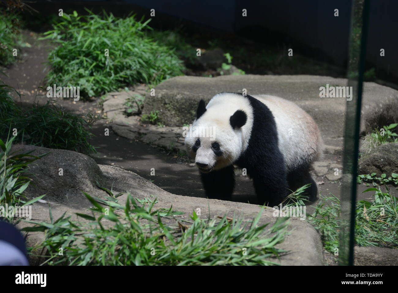 Giant panda Xiang Xiang is pictured at the Ueno Zoological Gardens in ...