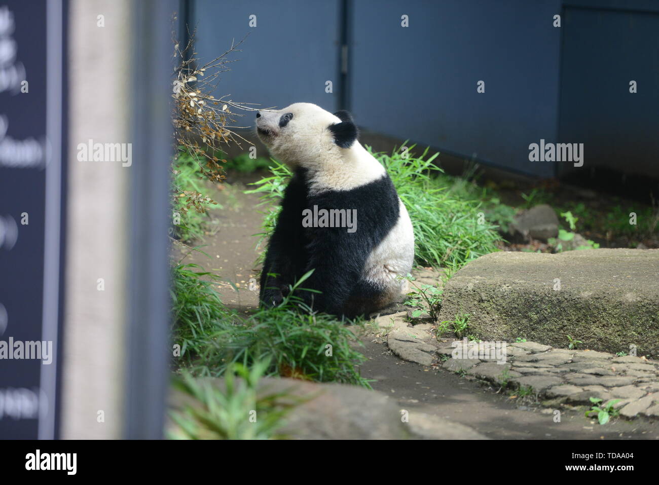 Giant panda Xiang Xiang is pictured at the Ueno Zoological Gardens in ...