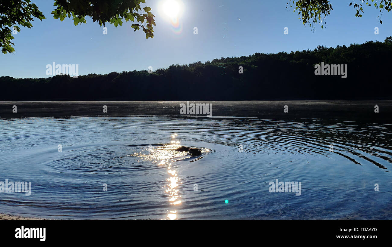 Berlin, Germany. 14th June, 2019. A dog baths early in the morning in ...