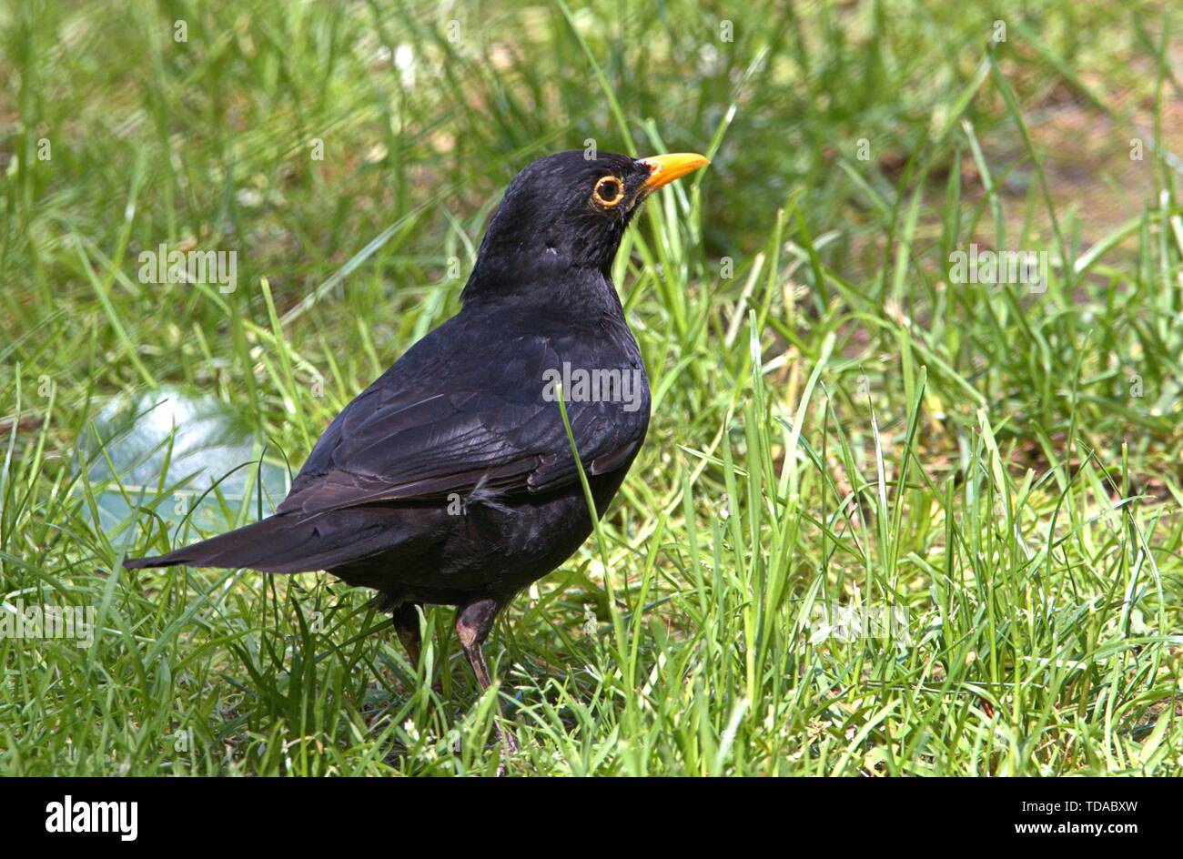 Real thrushes hi-res stock photography and images - Alamy