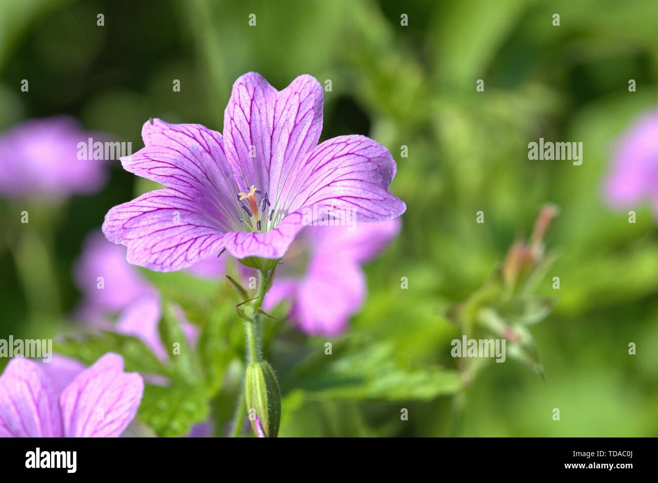 Geraniales order hi-res stock photography and images - Alamy