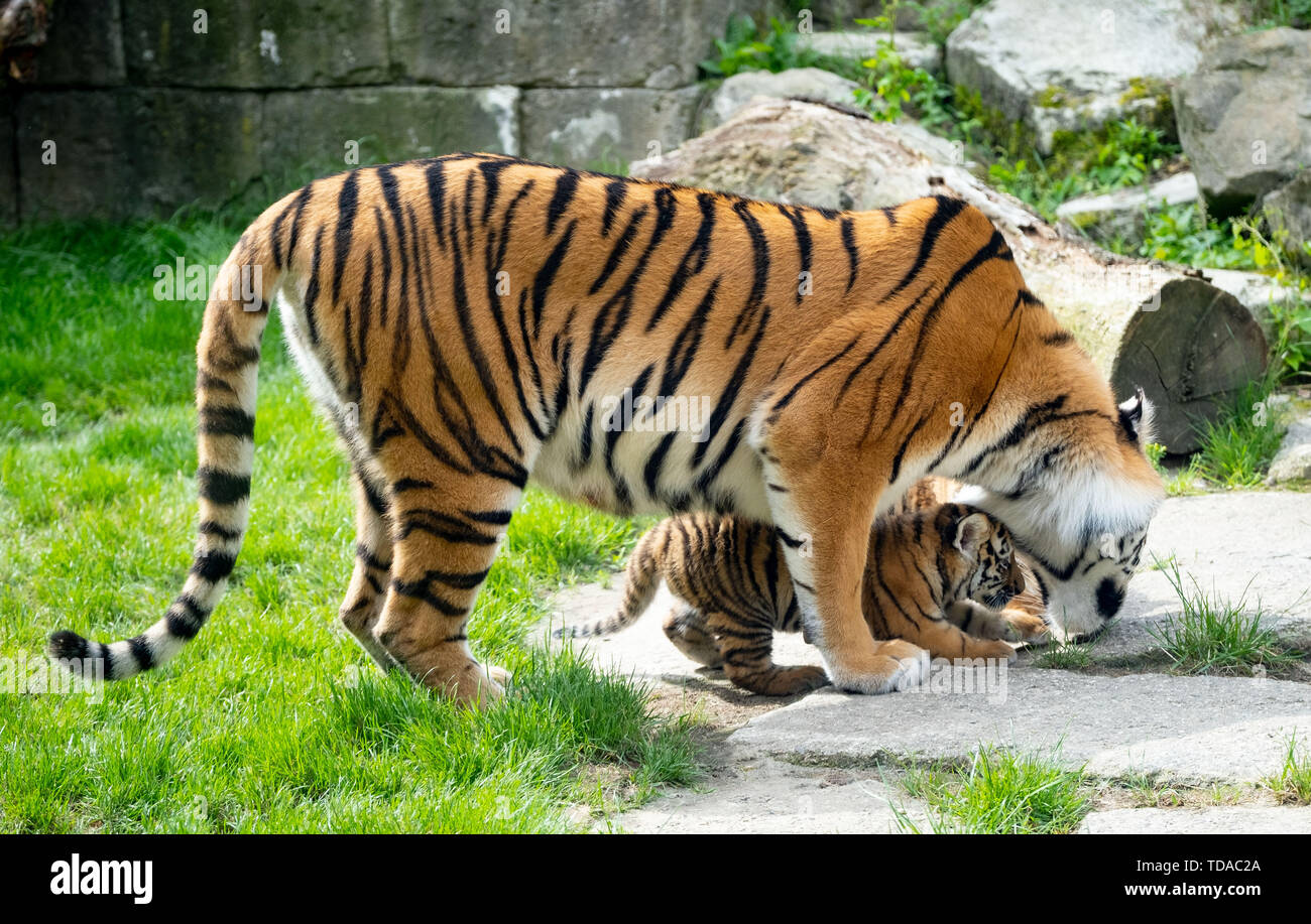 Hanover, Germany. 14th June, 2019. The Siberian tigress "Alexa" stands ...