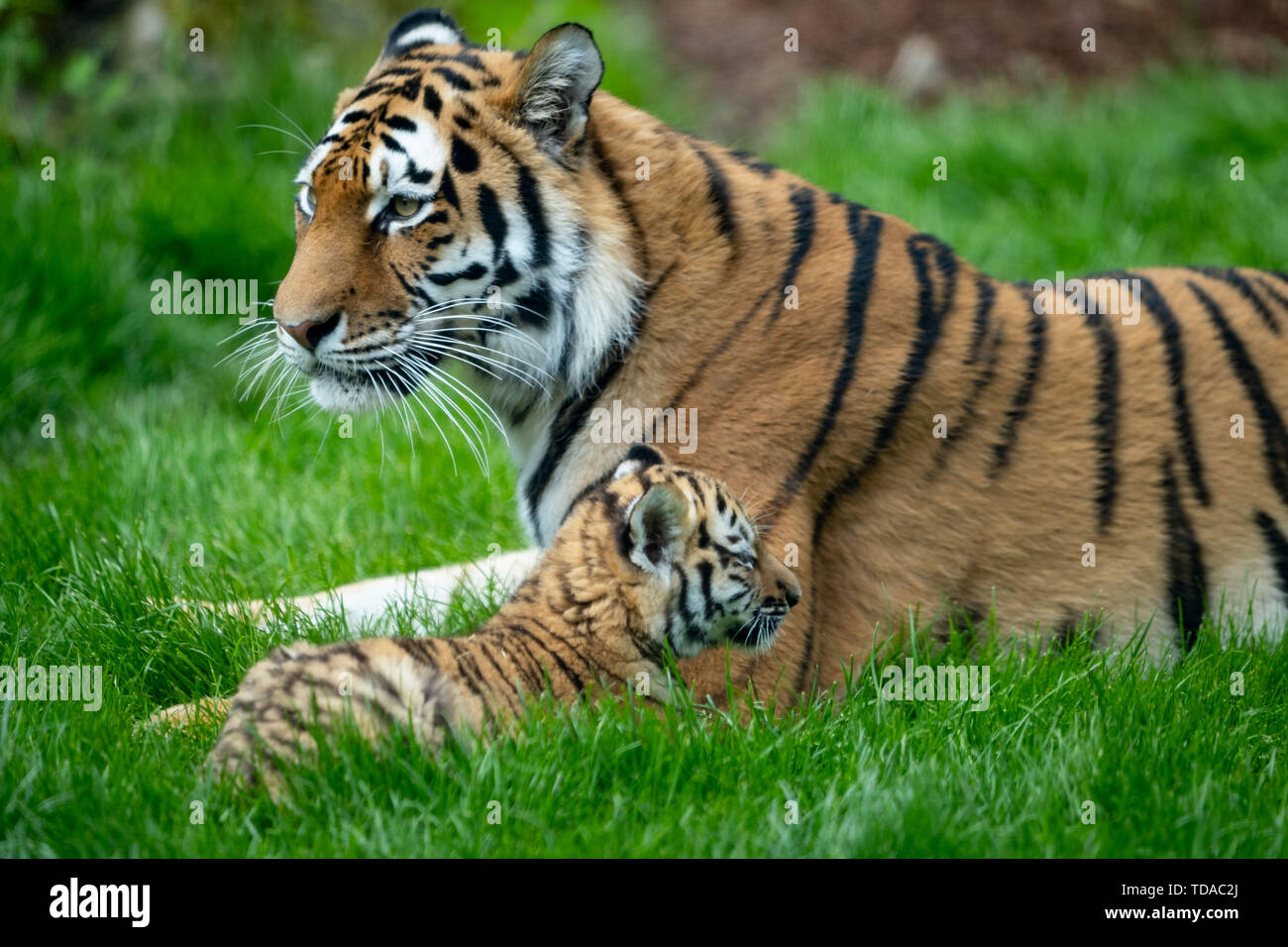 Hanover, Germany. 14th June, 2019. The Siberian tigress "Alexa" lies ...