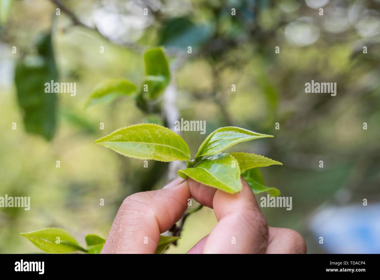 Menghai. 13th June, 2019. Photo taken on June 13, 2019 shows tea leaves ...