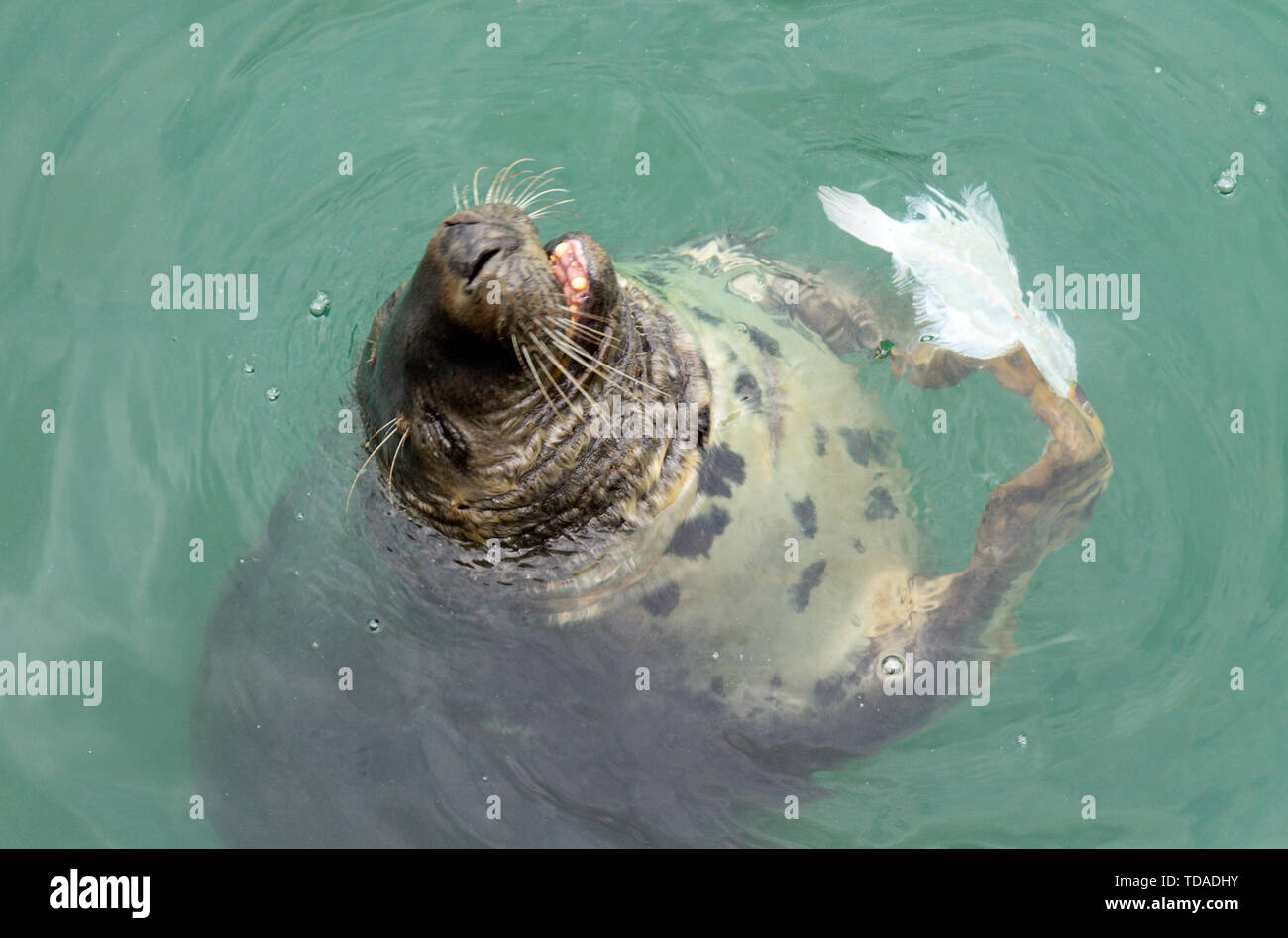 Fish eating predator hi-res stock photography and images - Alamy