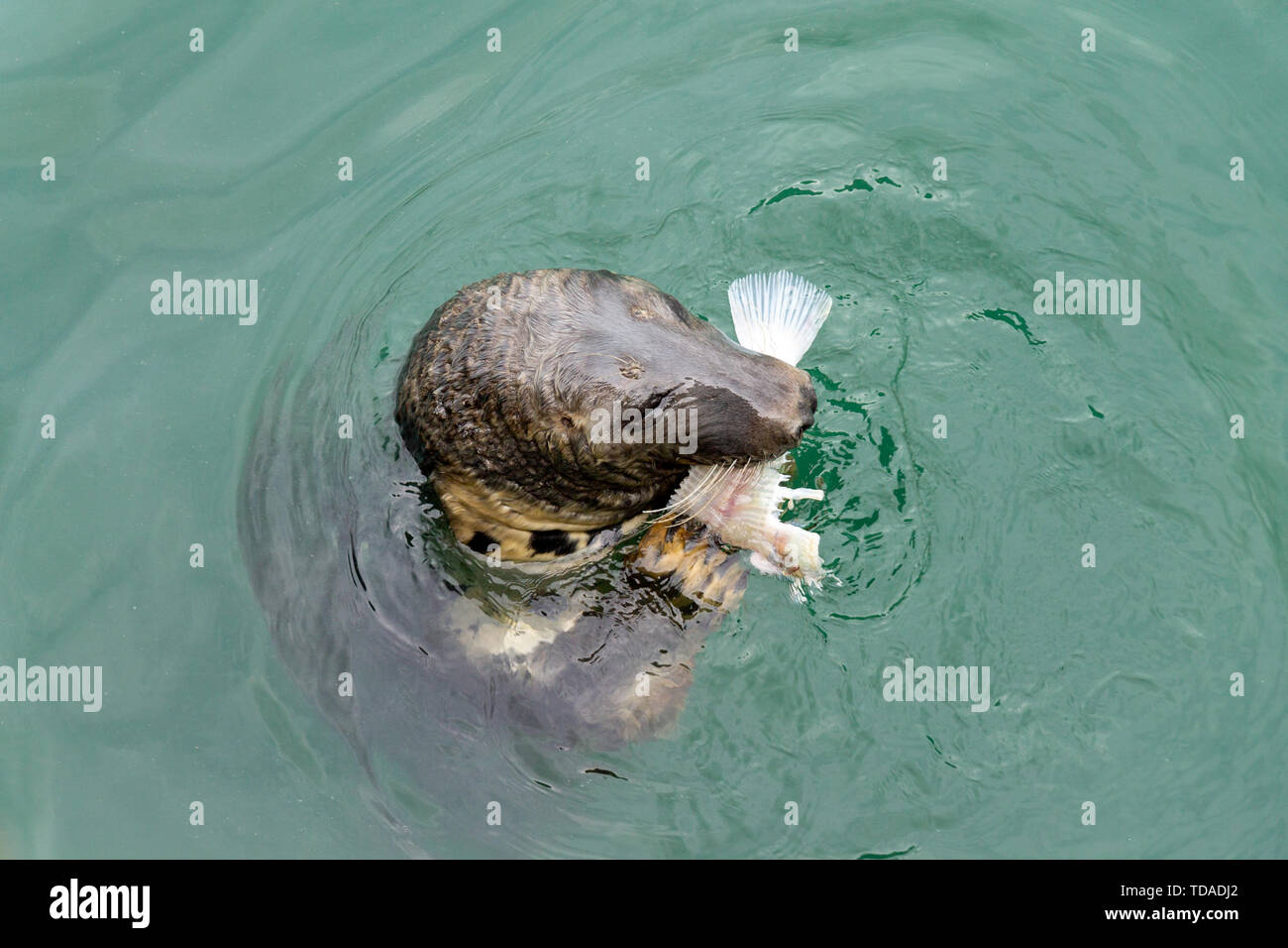 Fish close up wild hi-res stock photography and images - Alamy