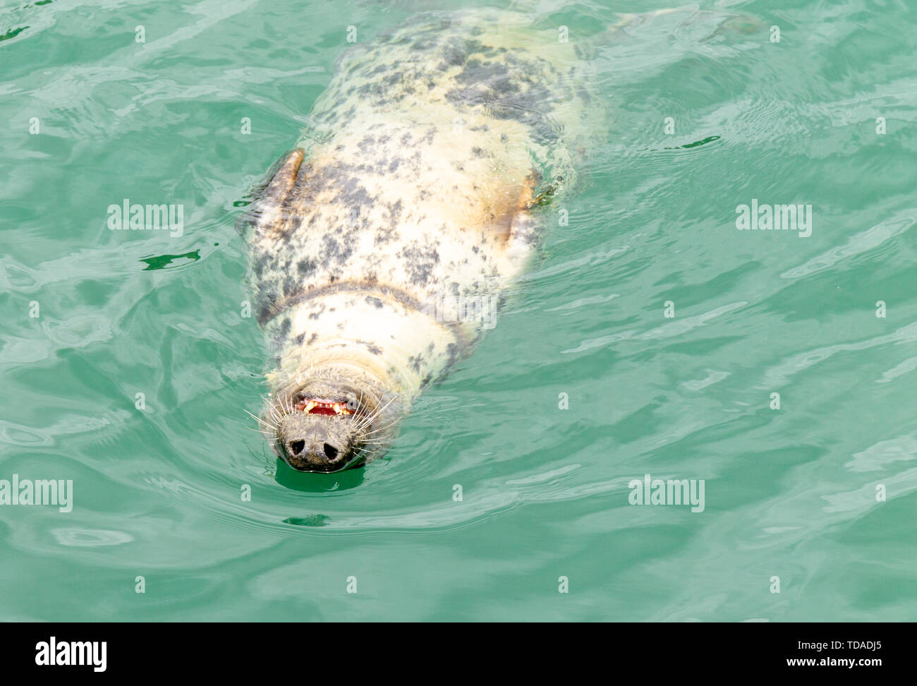 Grey Seal Halichoerus Grypus close up eating fish Stock Photo - Alamy