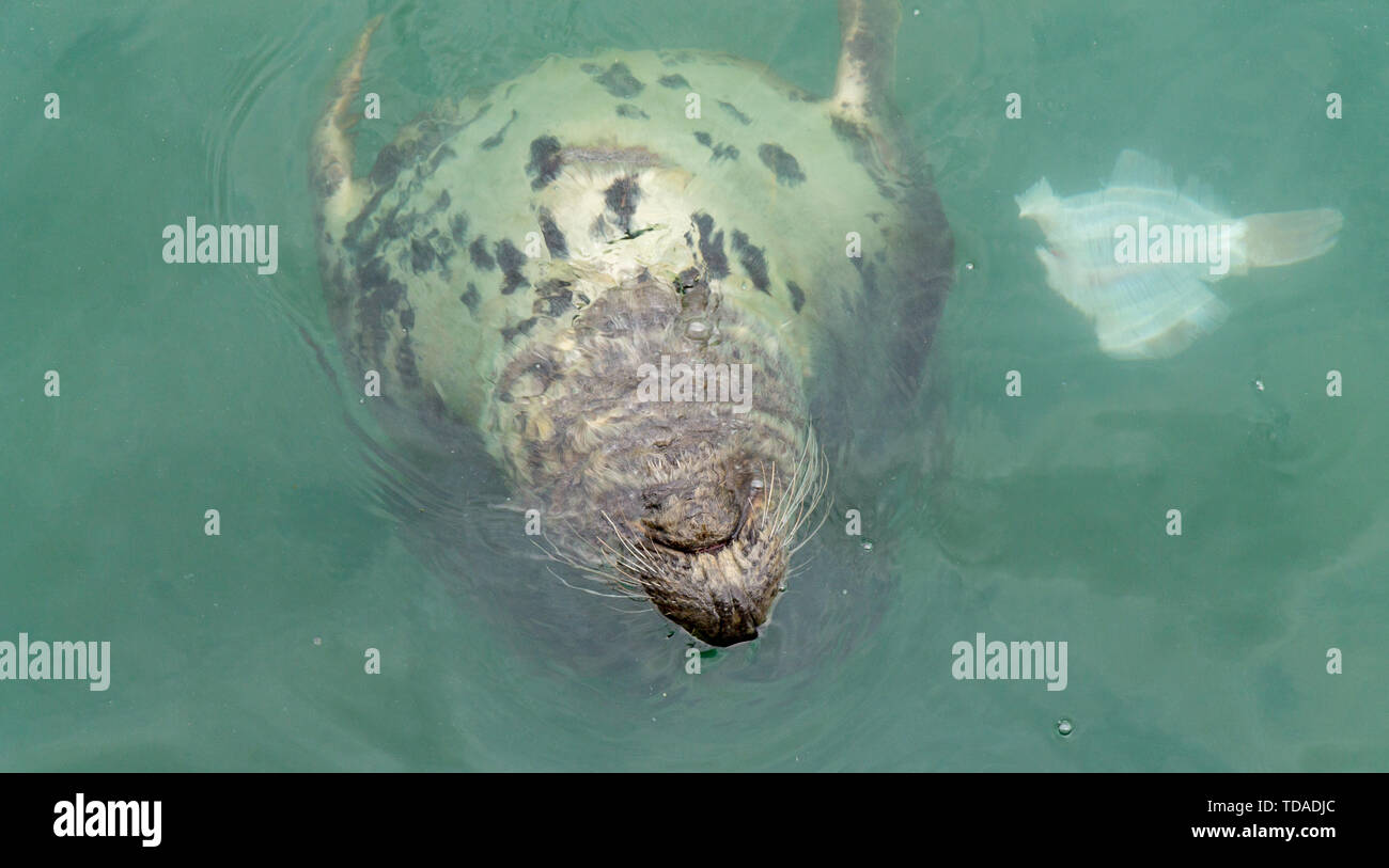 Grey Seal Halichoerus Grypus close up eating fish Stock Photo - Alamy